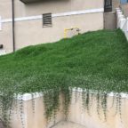 Kurapia sod back in stock in California and Arizona! - West Coast Turf