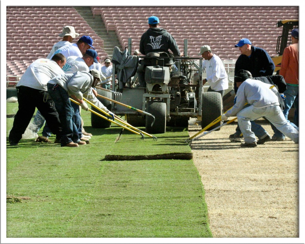 Rose Bowl to get fresh field for BCS Game - Mr. WiseGrass-Arizona Sod ...